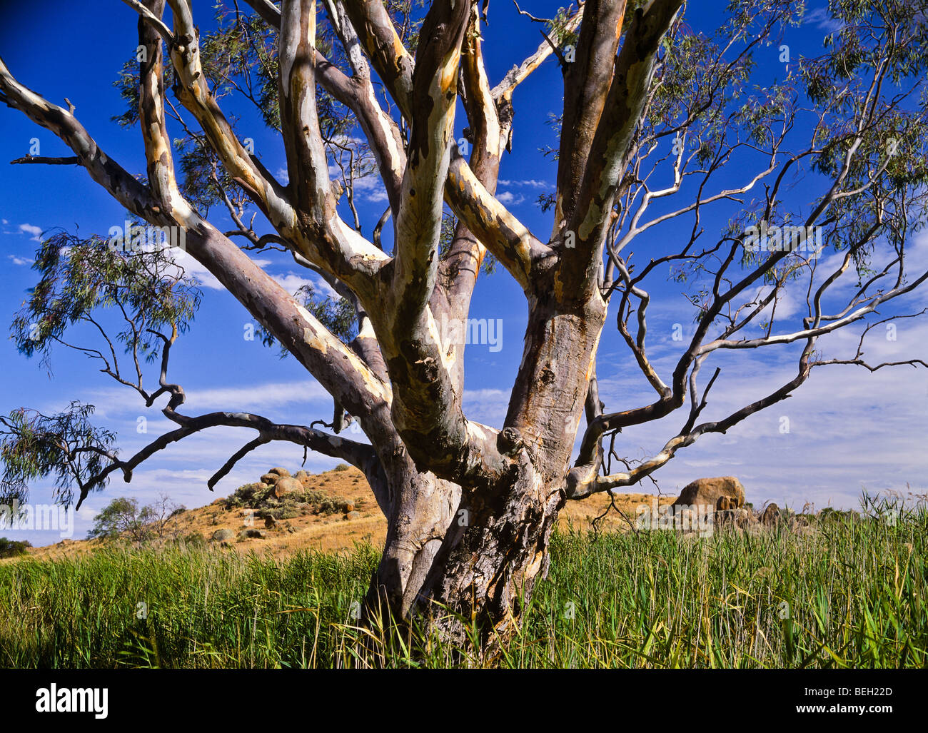 River red gum, Australia Stock Photo - Alamy