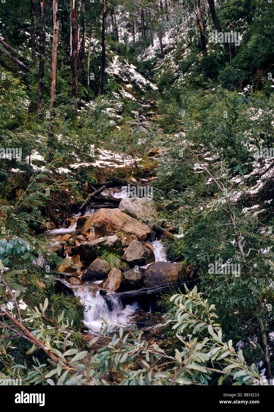 Australian alpine creek hi-res stock photography and images - Alamy