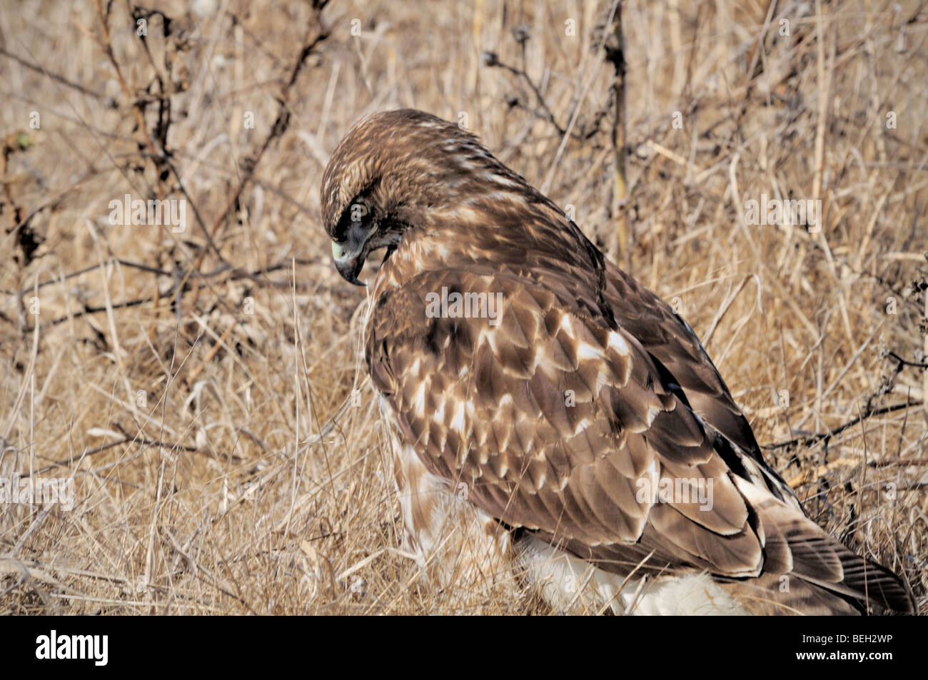 Predator hawk hi-res stock photography and images - Alamy