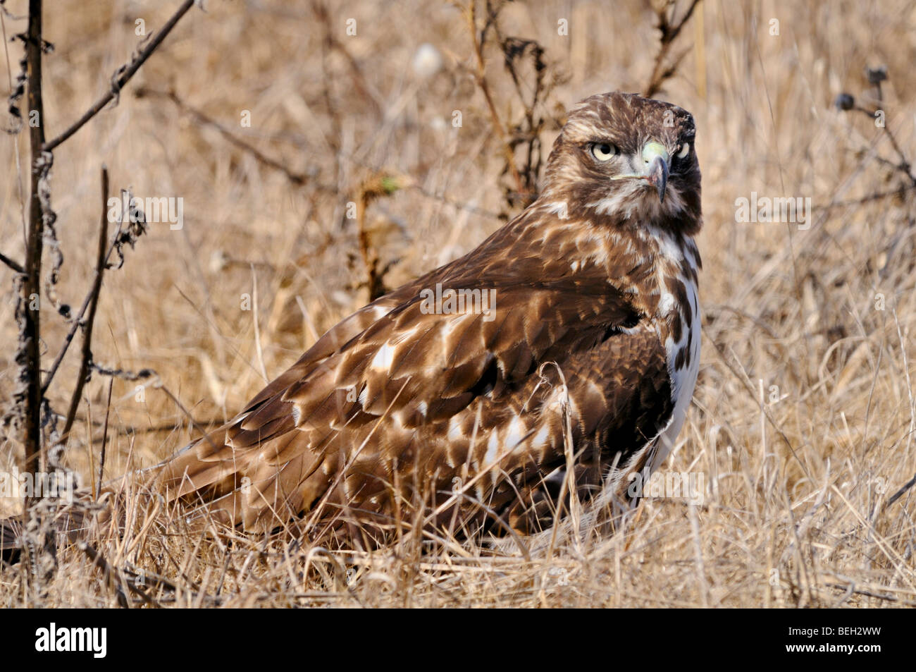 Avian predator hi-res stock photography and images - Alamy