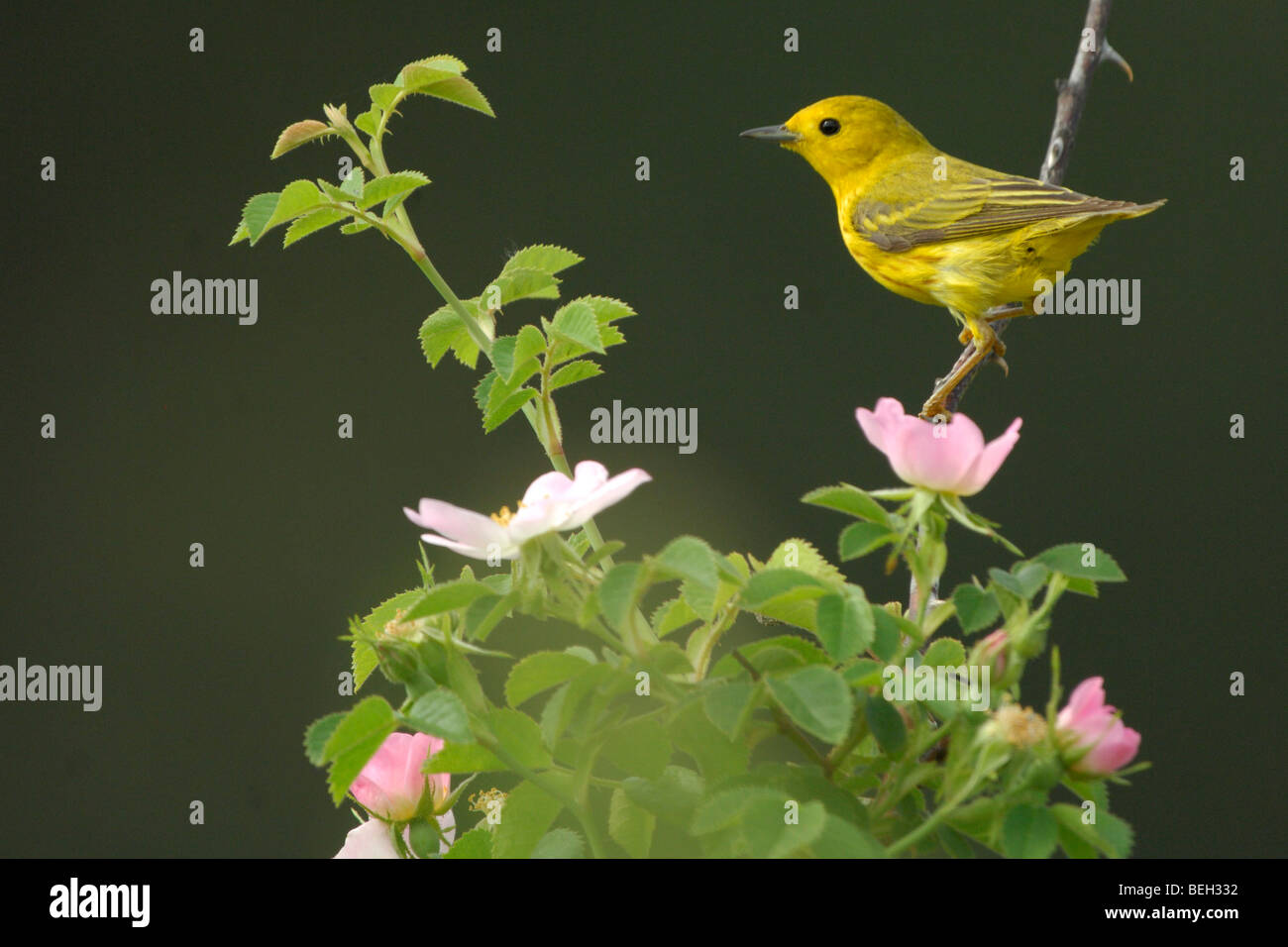 Dendroica hi-res stock photography and images - Alamy