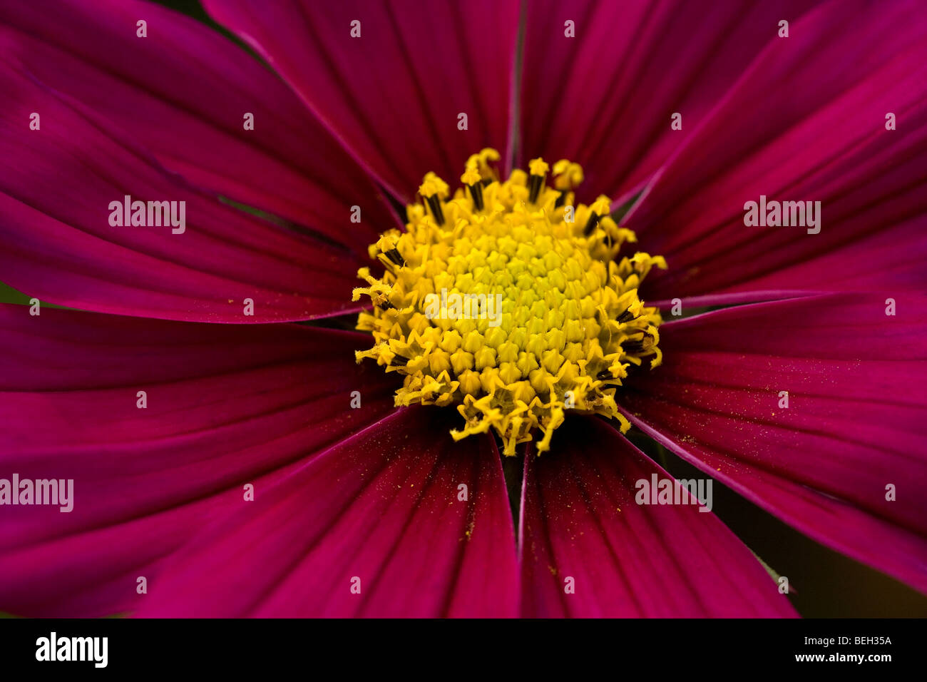 Cosmos from the greek kosmos meaning beautiful hi-res stock photography ...