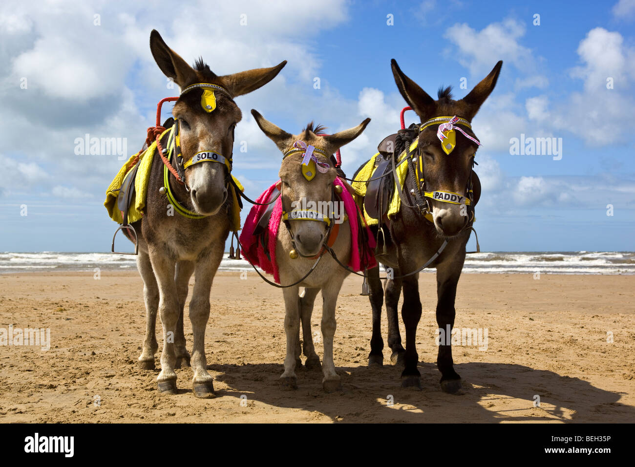 Donkeys on the Beach Blackpool Lancashire England Stock Photo - Alamy