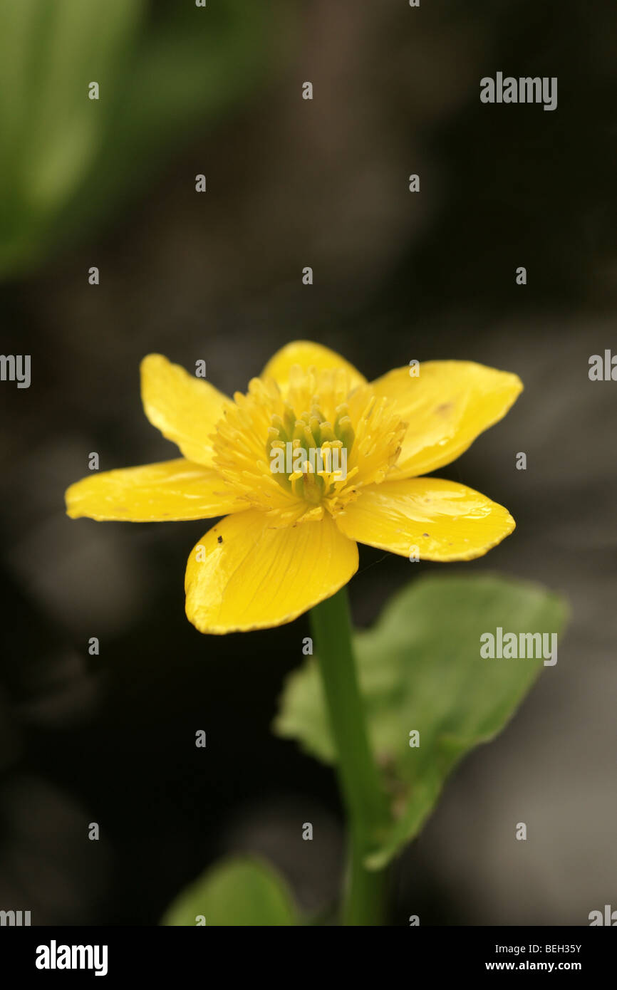 Caltha palustris flora hi-res stock photography and images - Alamy