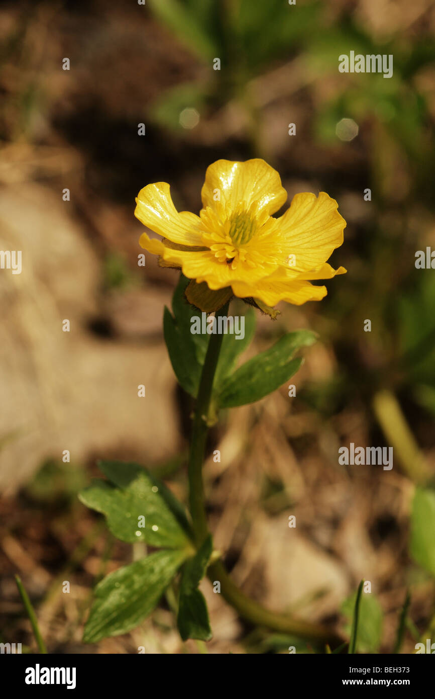 Buttercup snow. (Ranunculus nivalis Stock Photo - Alamy