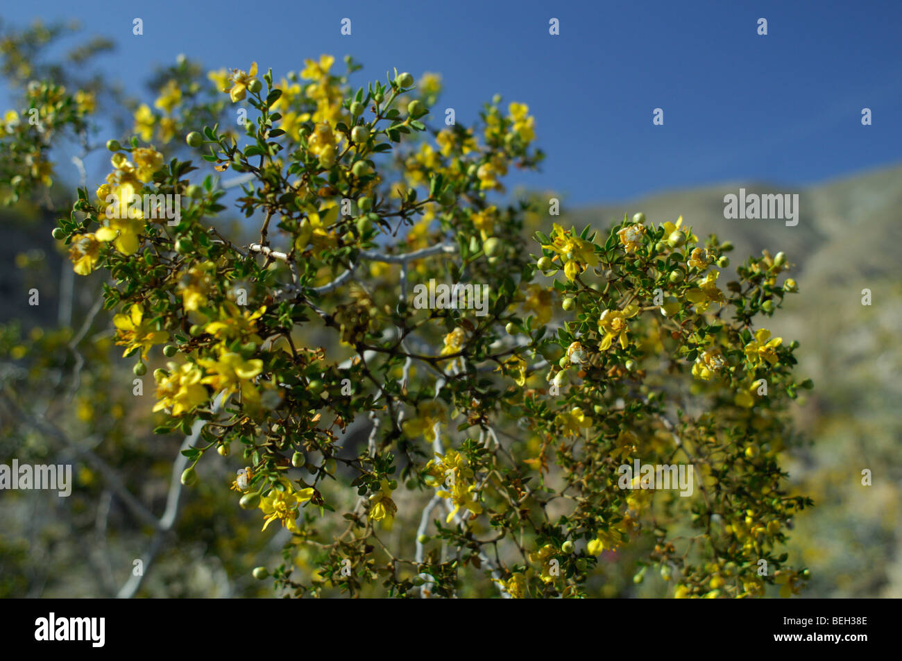 Creosote bush larrea tridentata hi-res stock photography and images - Alamy
