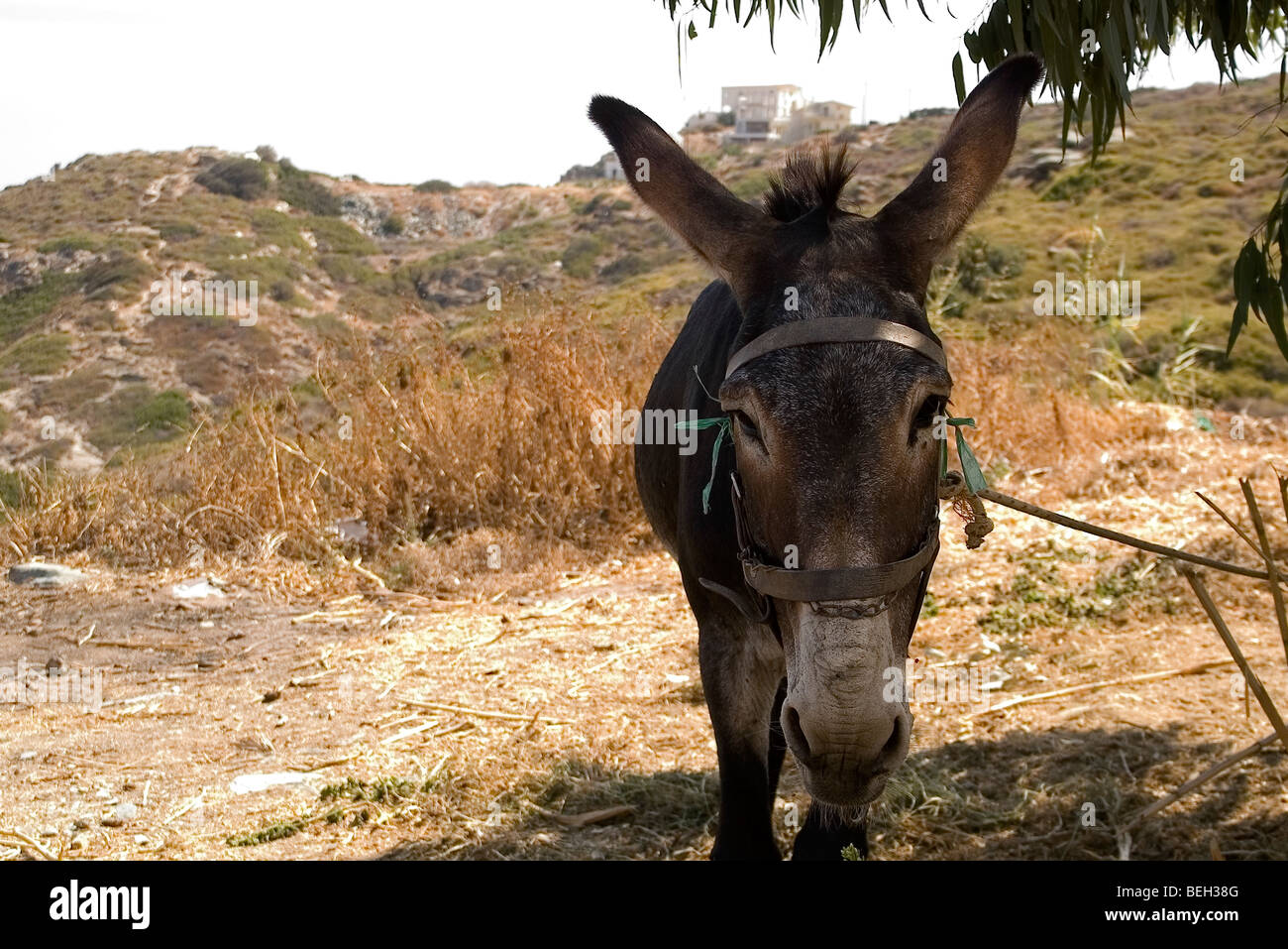 Donkey standing outdoors in hi-res stock photography and images - Alamy