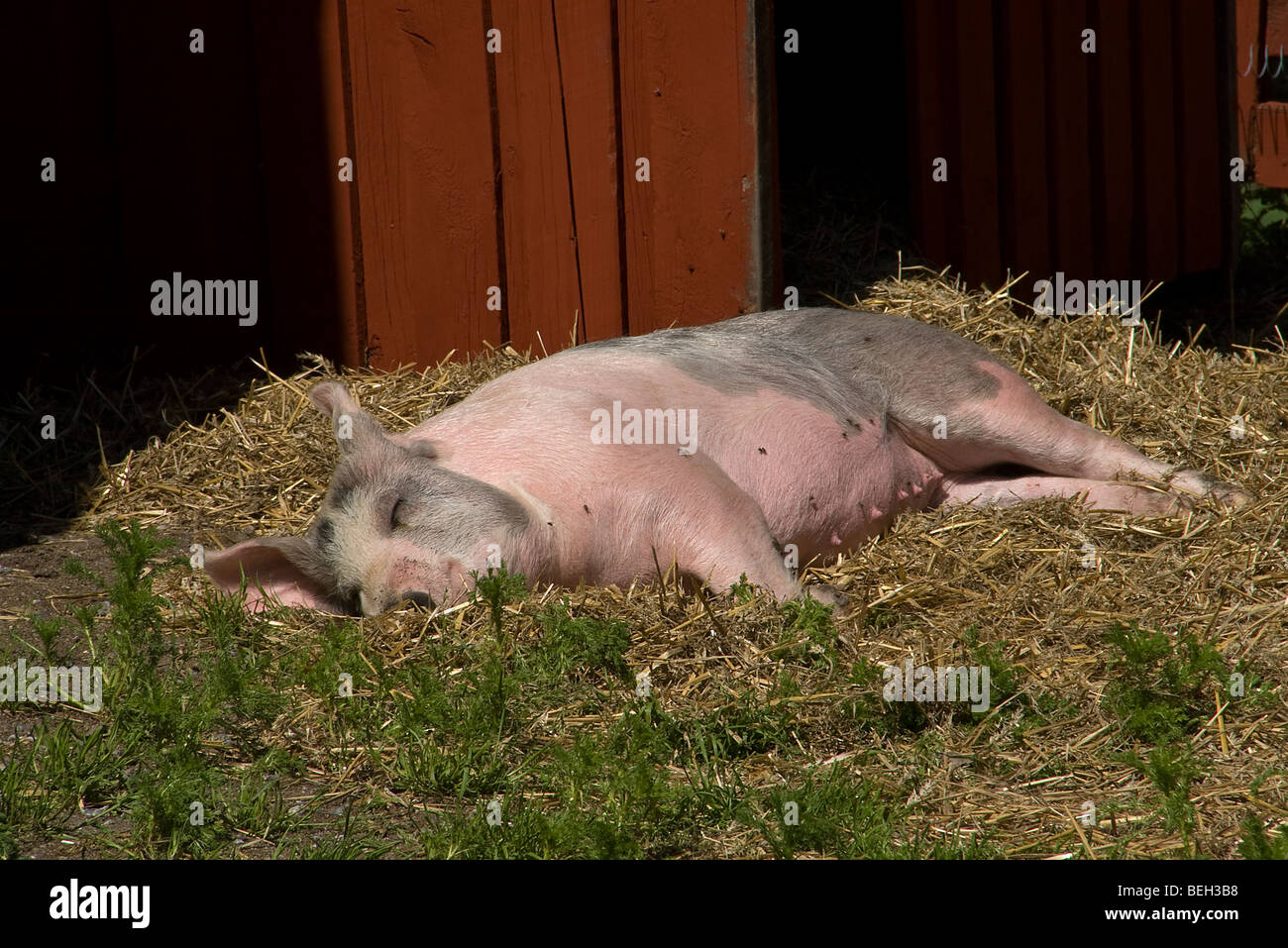 sleeping lazy pig Stock Photo - Alamy