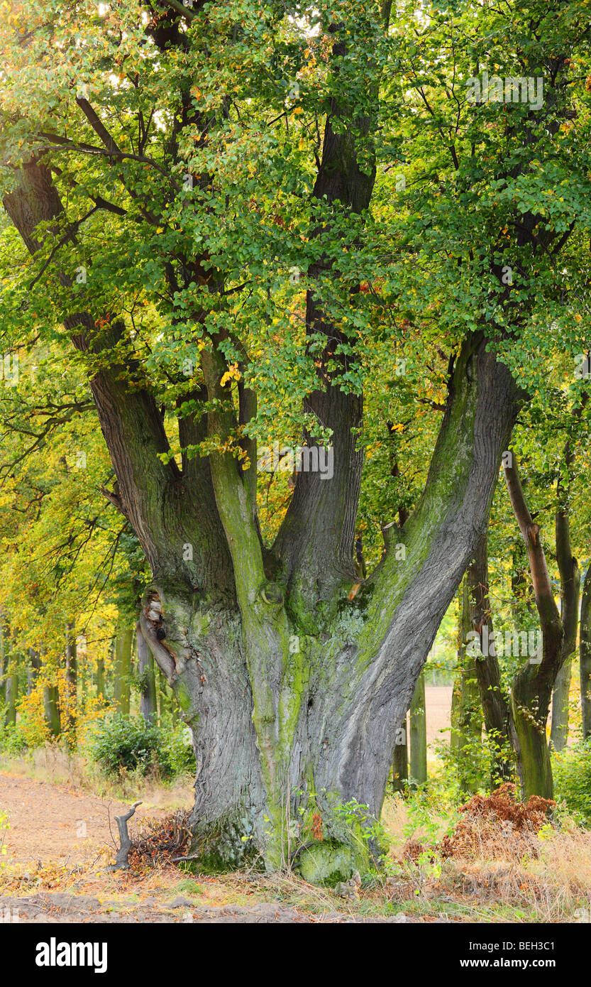 Very old lime tree in autumn.Tilia cordata Stock Photo - Alamy