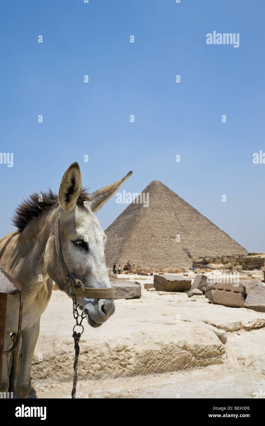 Pyramid of Cheops with Donkey in Foreground, Cairo, Egypt Stock Photo ...