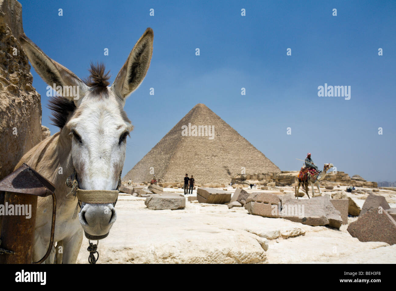 Pyramid of Cheops with Donkey in Foreground, Cairo, Egypt Stock Photo ...