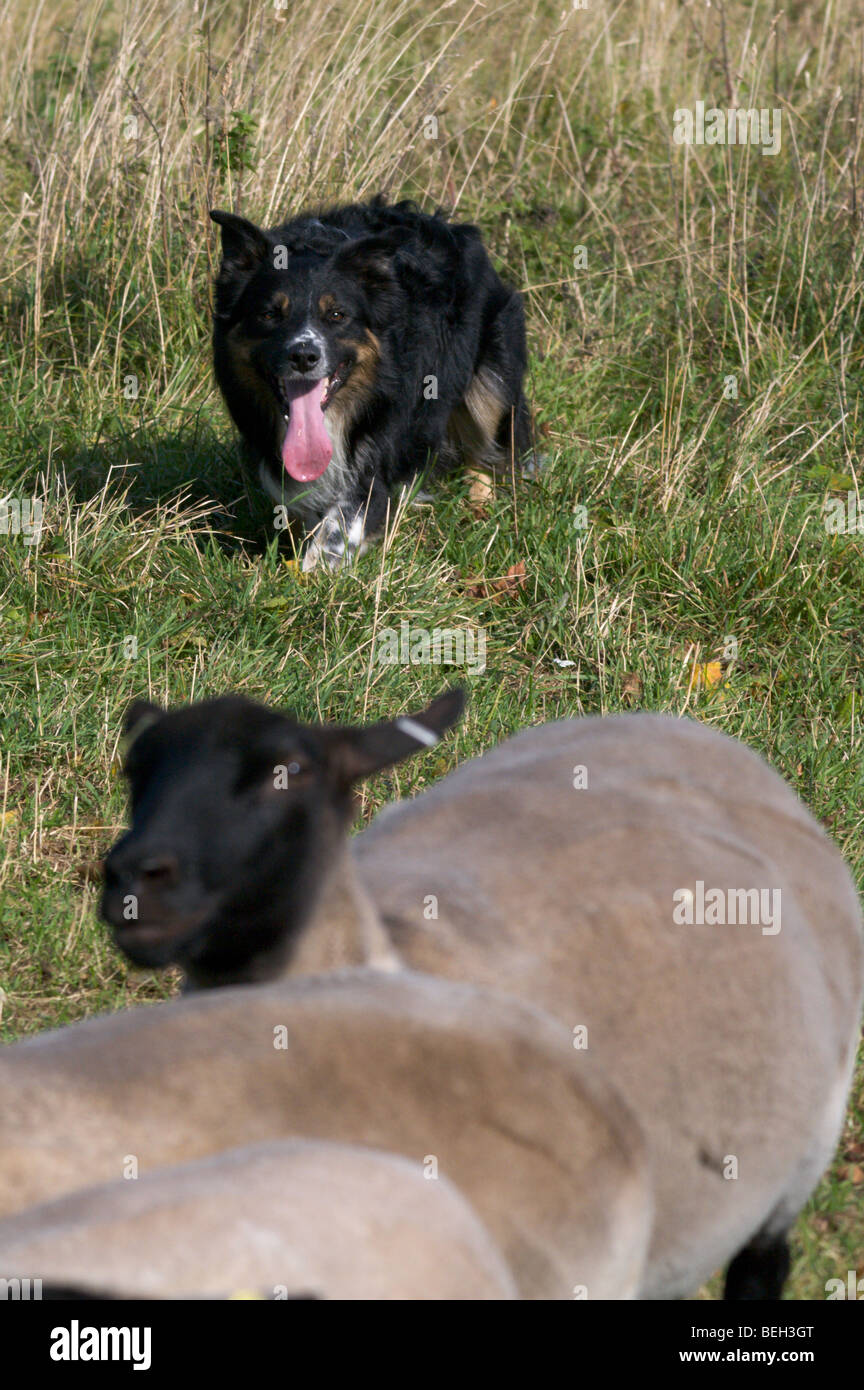 border-collie put out to pasture Stock Photo - Alamy