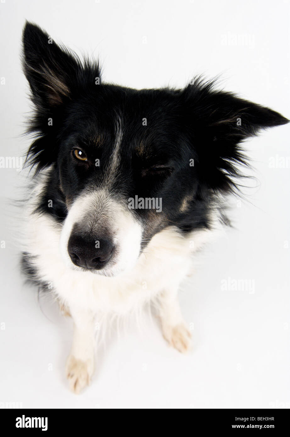 Funny dog in studio flirting with you Stock Photo - Alamy