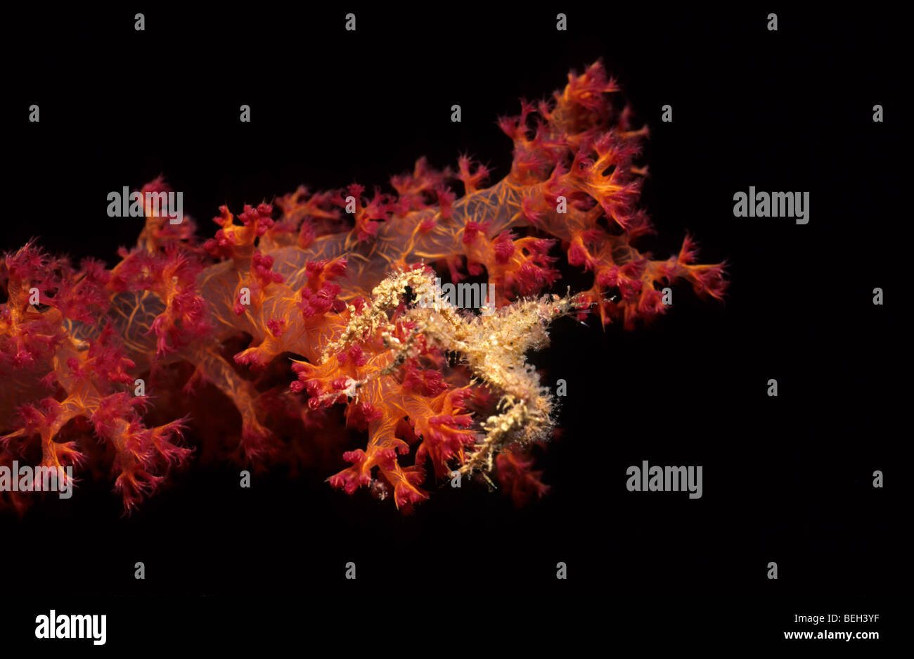 Spiny Spider Crabs High Resolution Stock Photography and Images - Alamy