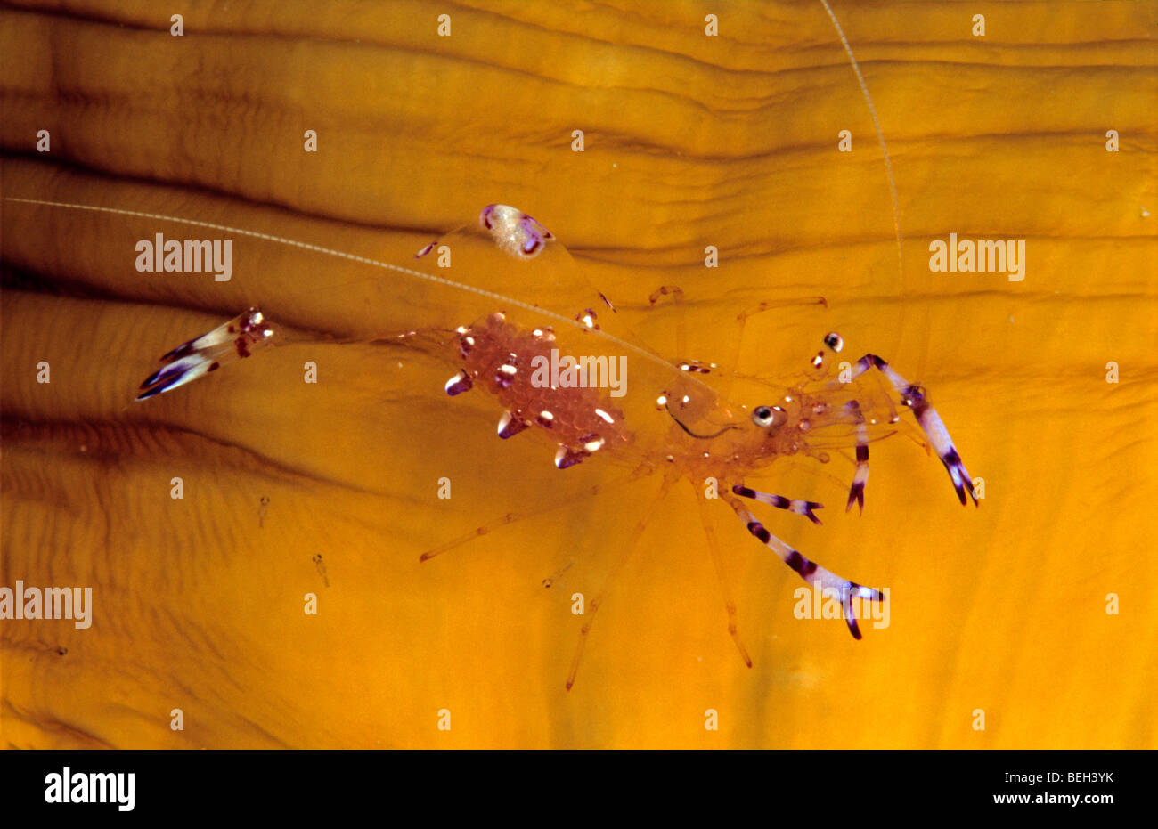 Anemone Partner Shrimp carry Eggs, Periclimenes longicarpus, Manado ...