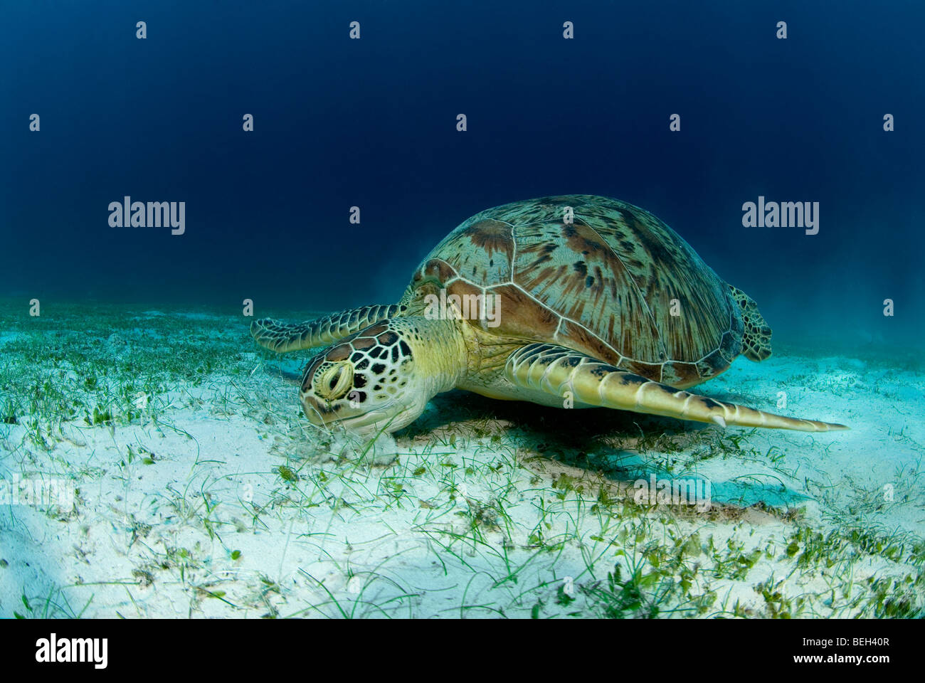 A green sea turtle food chain hi-res stock photography and images - Alamy