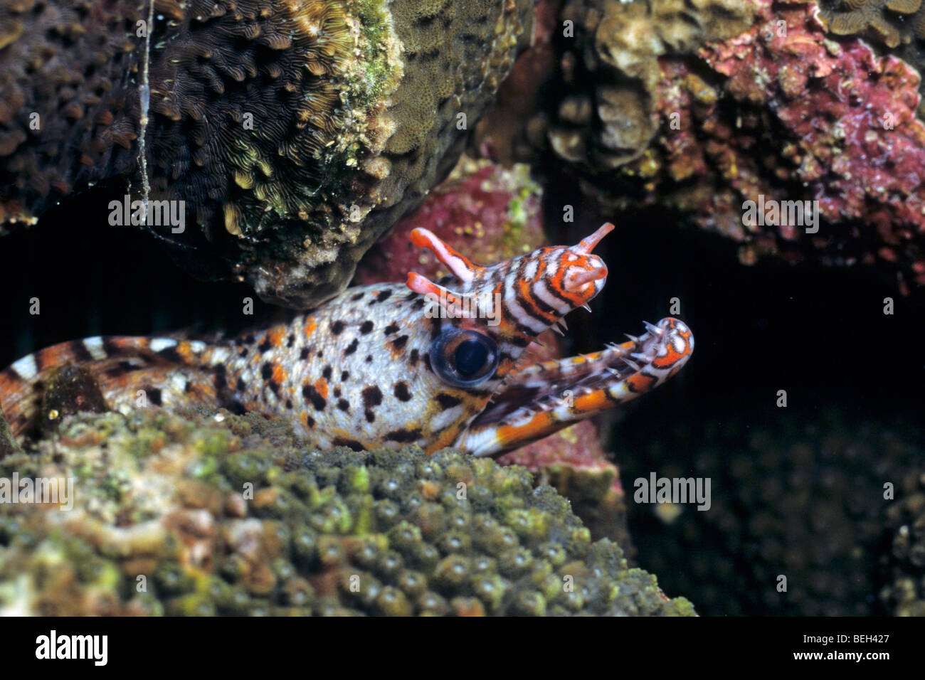 Freshwater Dragon Eel