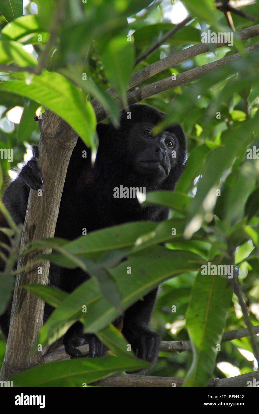 Guatemalan howler monkey hi-res stock photography and images - Alamy
