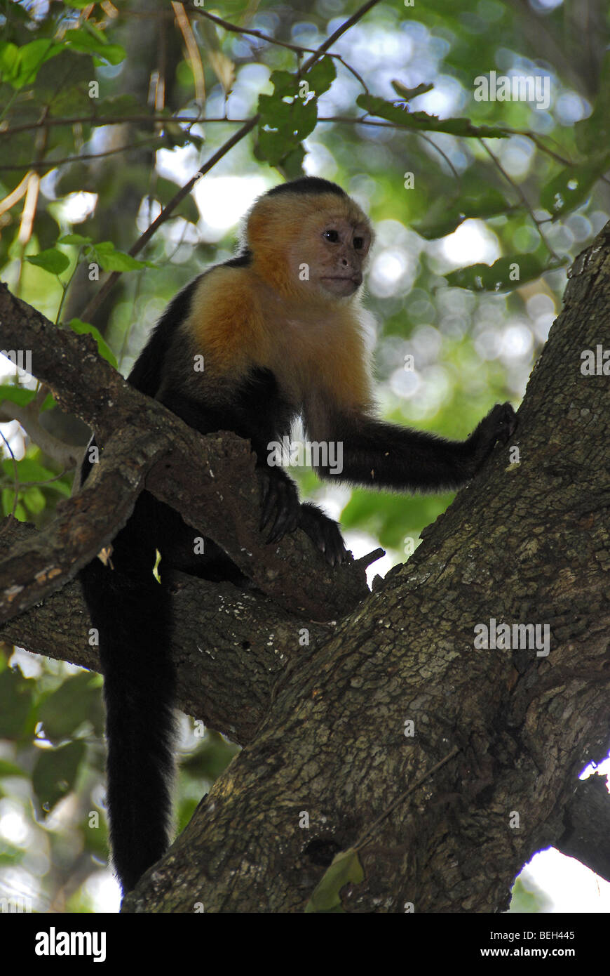 White-headed Capuchin, Cebus capucinus, Playas del Coco, Costa Rica ...
