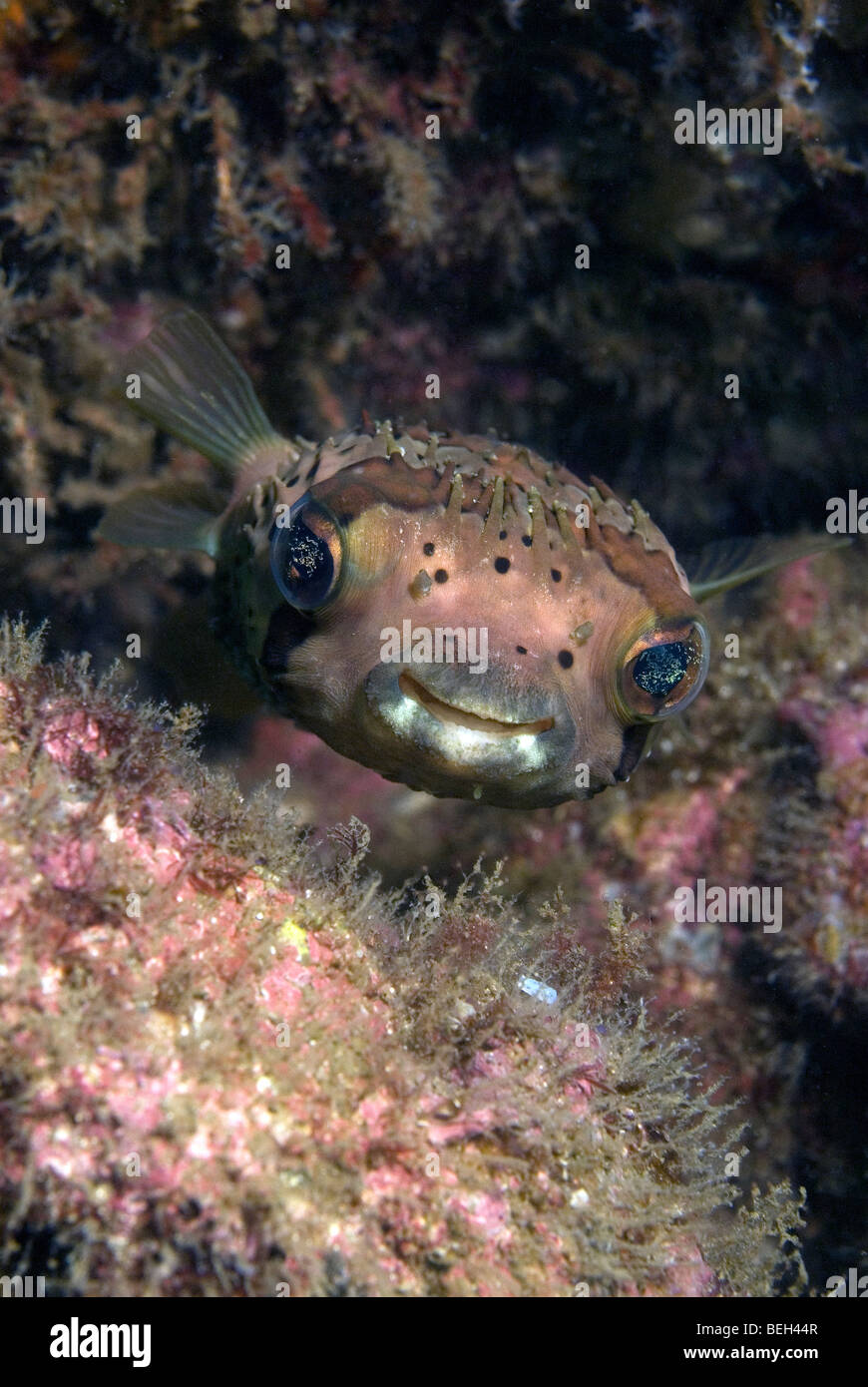 Porcupine Fish, Diodon holacanthus, Playas del Coco, Costa Rica Stock ...