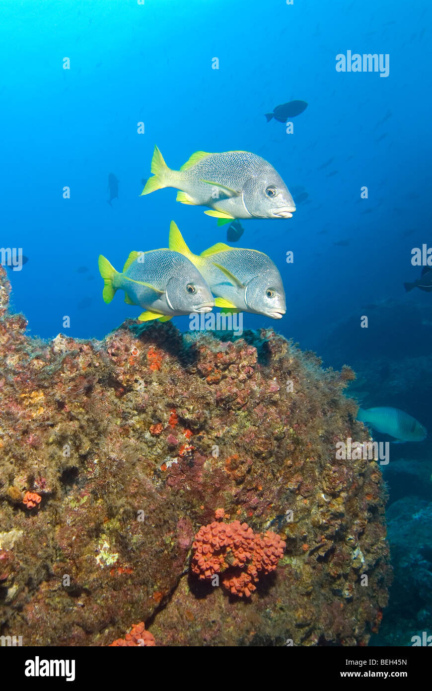 Schoolmaster Snapper, Lutjanus apodus, Cocos Island, Costa Rica Stock ...