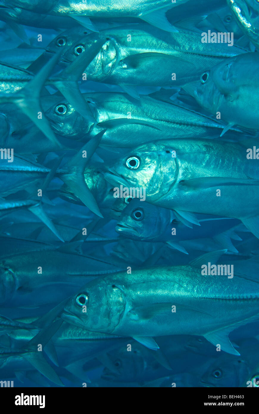 Big eye trevally hi-res stock photography and images - Alamy
