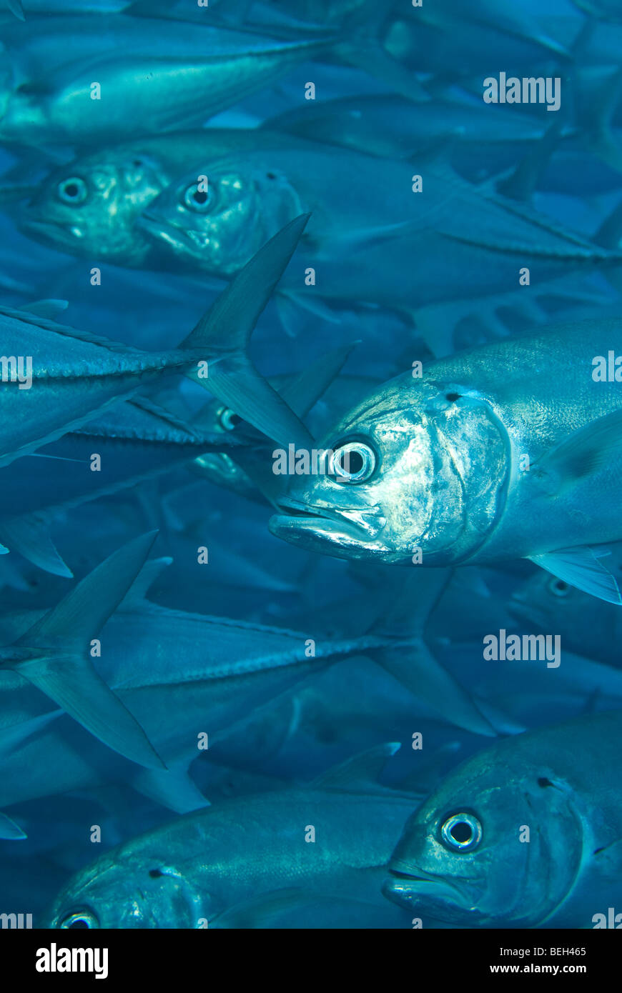 Big eye trevally hi-res stock photography and images - Alamy