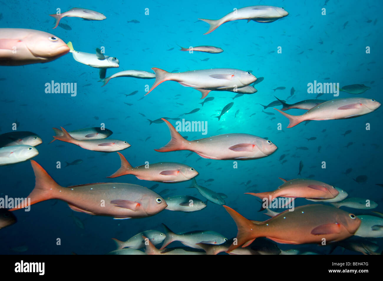 Pacific Creolefish, Paranthias colonus, Galapagos, Ecuador Stock Photo ...