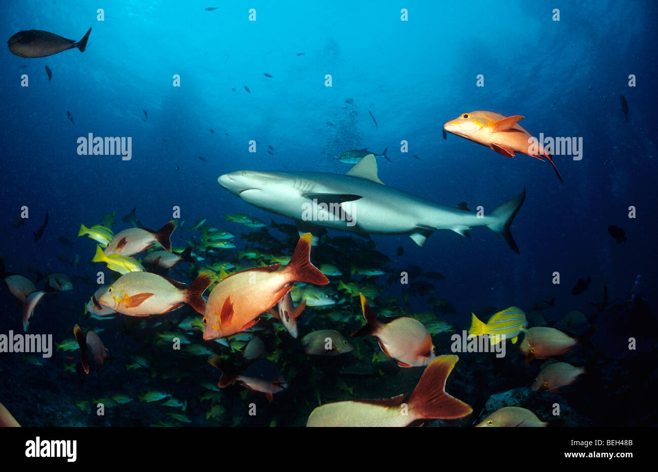 Fakarava french polynesia hi-res stock photography and images - Alamy