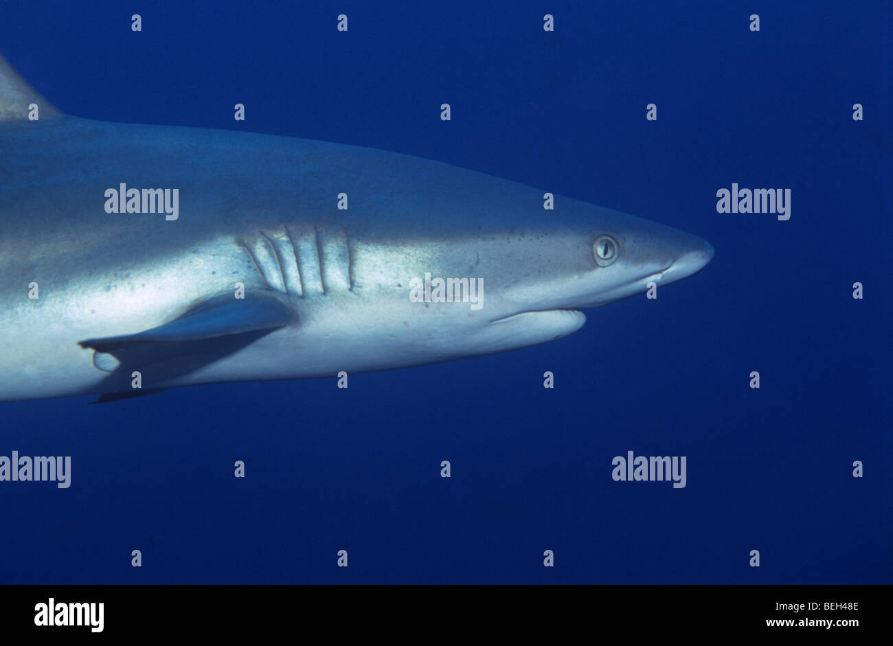 Palau blue corner hi-res stock photography and images - Alamy
