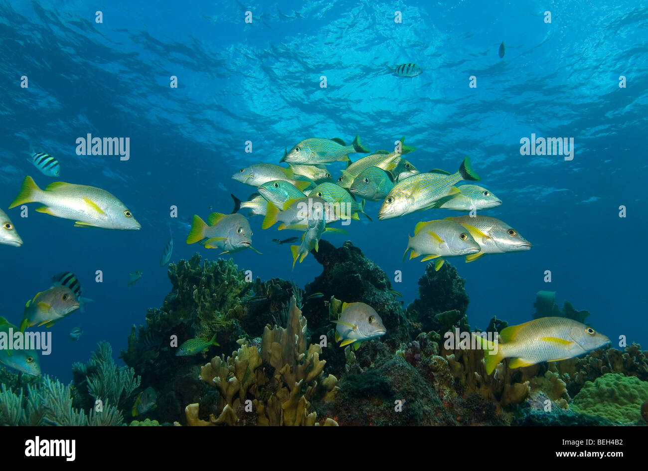 Shoal of Snapper and Grunts, Lutjanus, Haemulon, Isla Mujeres, Yucatan ...
