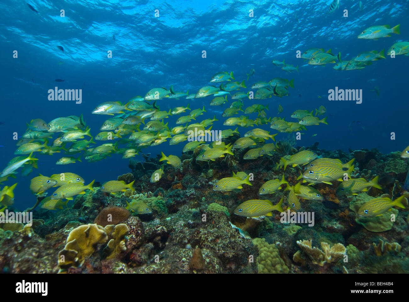 Shoal of Snapper and Grunts, Lutjanus, Haemulon, Isla Mujeres, Yucatan ...
