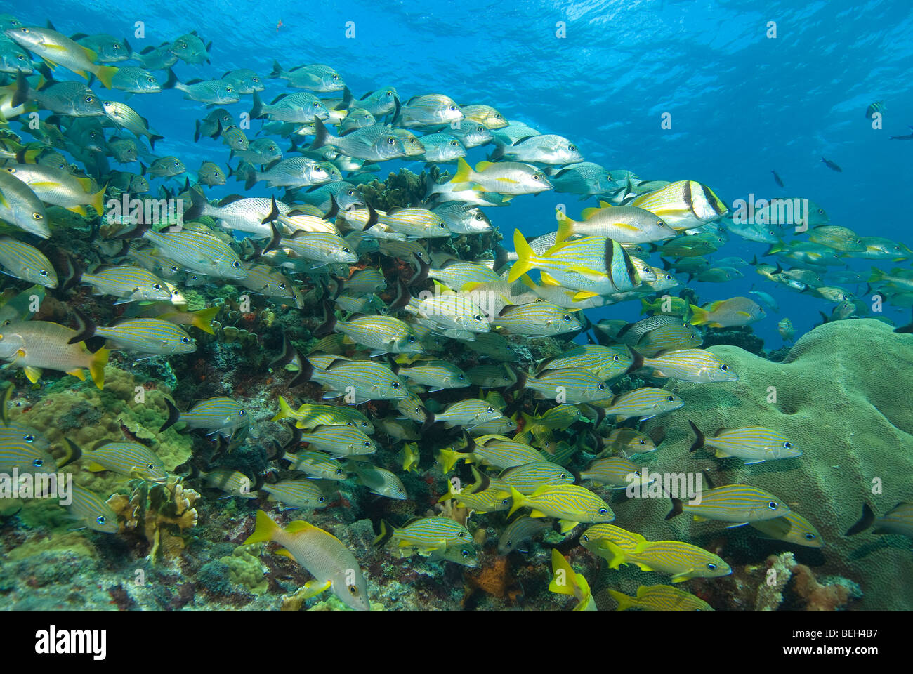 Shoal of Snapper and Grunts, Lutjanus, Haemulon, Isla Mujeres, Yucatan ...