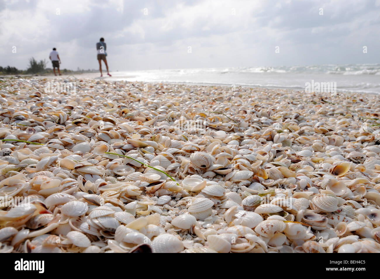 Shells at Bech of Holbox Island, Yucatan Peninsula, Caribbean Sea ...