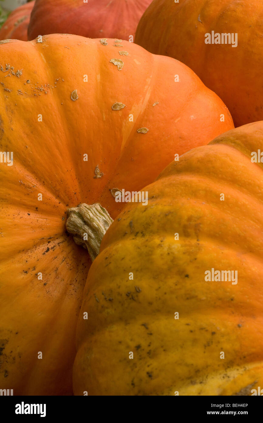 Giant Pumpkin Close Up High Resolution Stock Photography and Images - Alamy