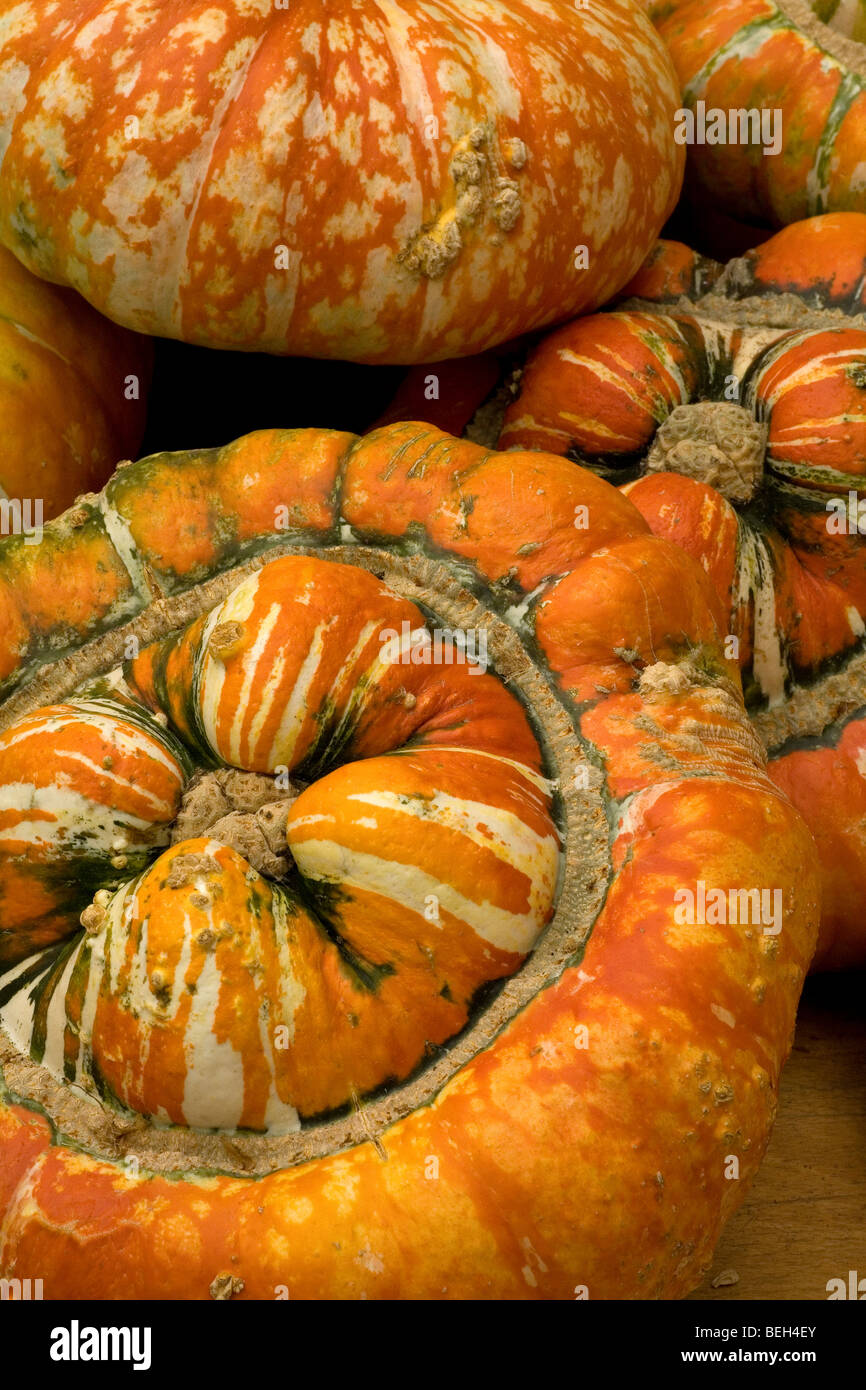Turk's Turban Squash (Cucurbita maxima). Autumn season Stock Photo - Alamy