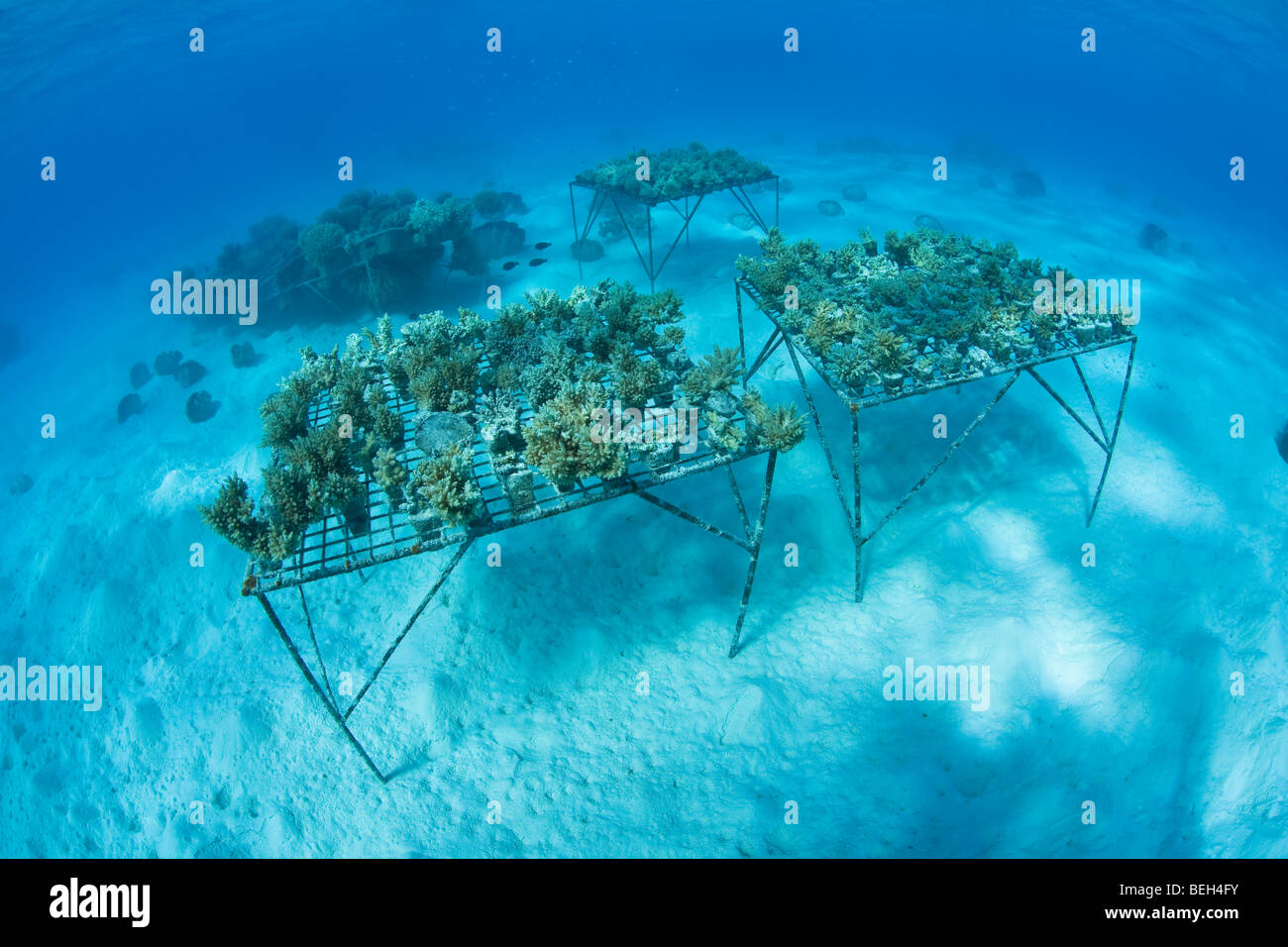 Corals are grown in Lagoon, Aitutaki Atoll, Cook Islands Stock Photo ...