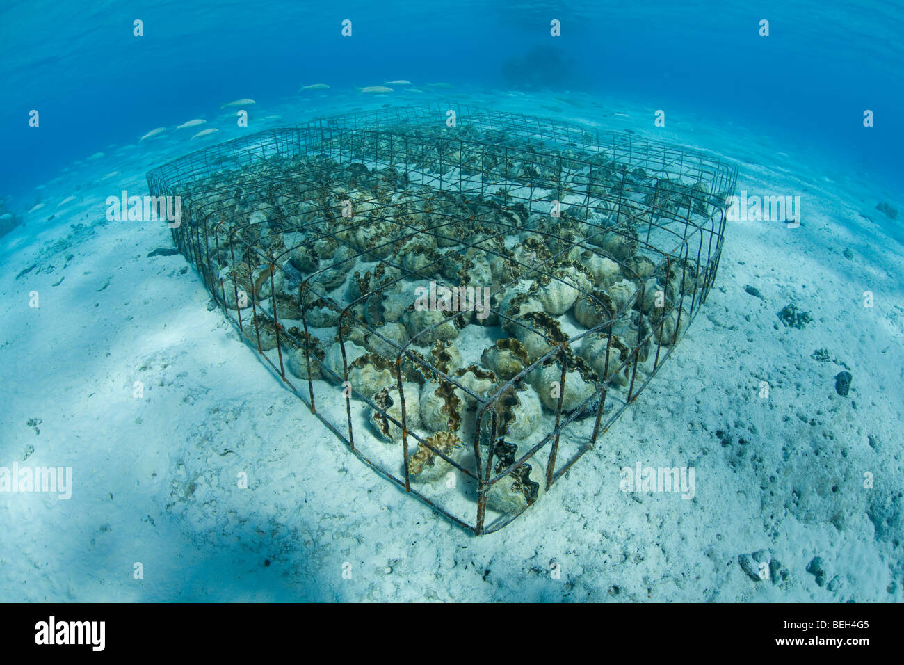 Cultre of Giant Clams, Tridacna gigas, Aitutaki Atoll, Cook Islands ...
