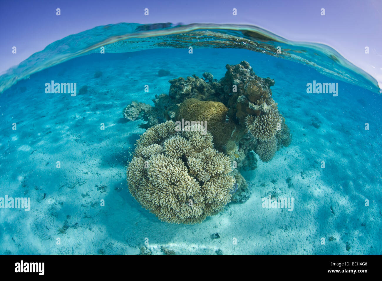 Coral Block in Lagoon, Aitutaki Atoll, Cook Islands Stock Photo - Alamy