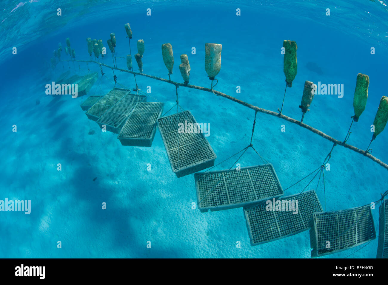 Giant clams hi-res stock photography and images - Alamy