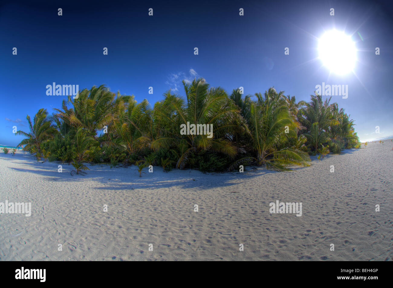 Coconut Palm at Aitutaki Atoll, Aitutaki Atoll, Cook Islands Stock ...
