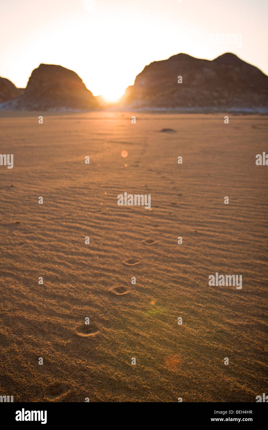 Track of Desert Fox in White Desert National Park, Libyan Desert, Egypt ...