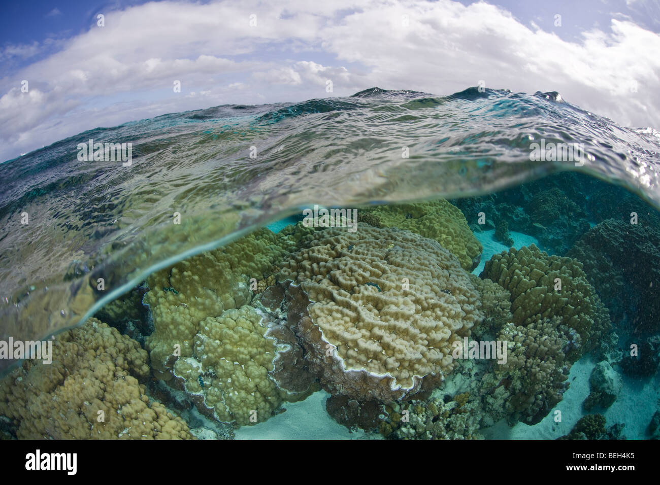 Coral Blocks in Lagoon, Bora Bora, French Polynesia Stock Photo - Alamy