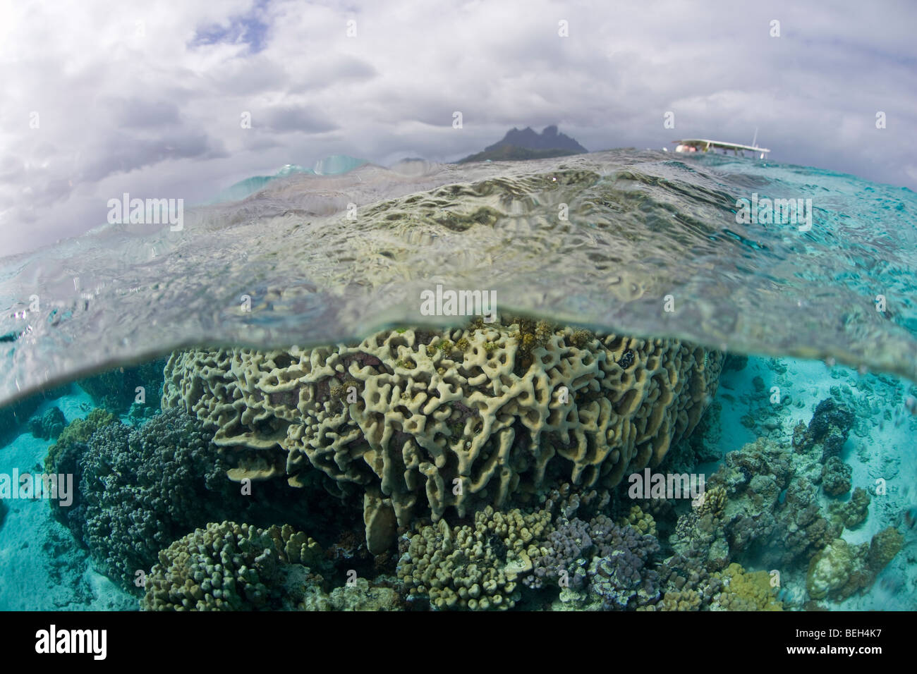 Coral Blocks in Lagoon, Bora Bora, French Polynesia Stock Photo - Alamy