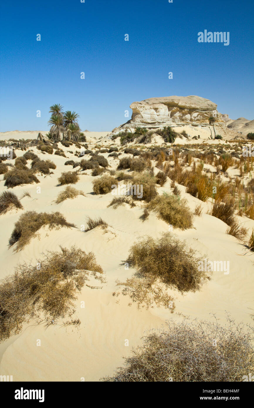 Oasis al-Wadi near White Desert National Park, Libyan Desert, Egypt ...