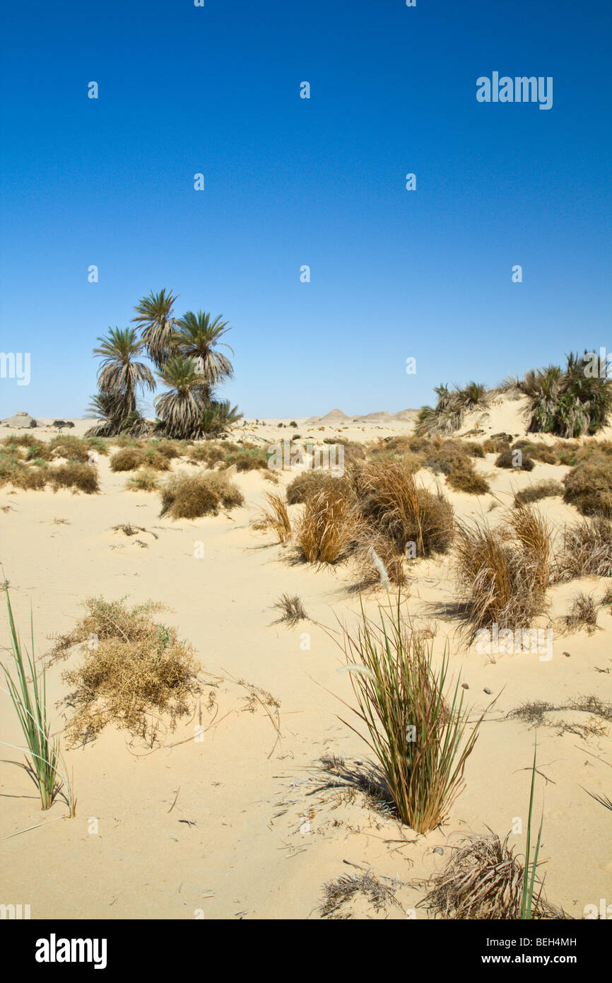 Oasis al-Wadi near White Desert National Park, Libyan Desert, Egypt ...
