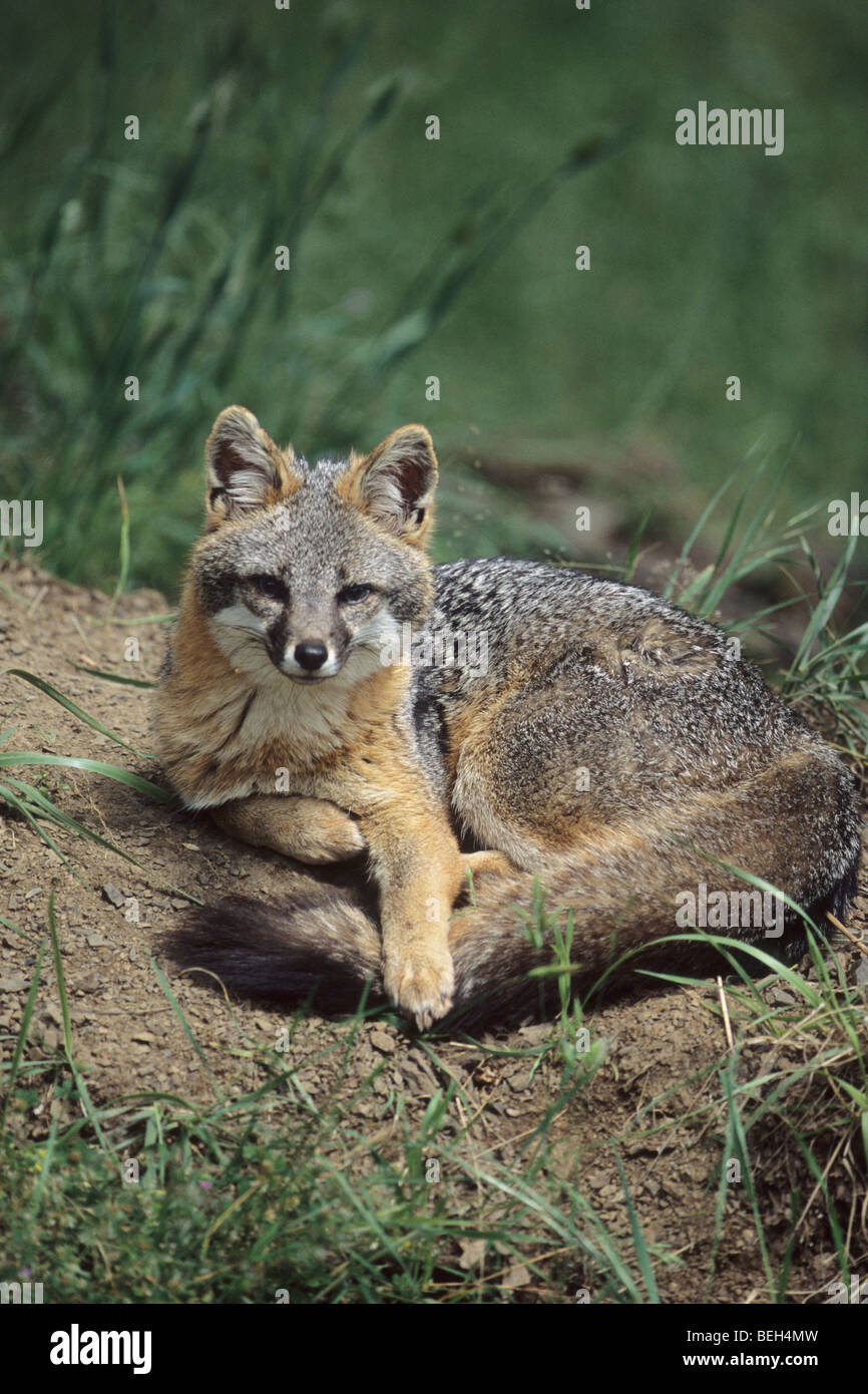 Gray fox (Urocyon cinereoargenteus), resting, portrait Stock Photo - Alamy