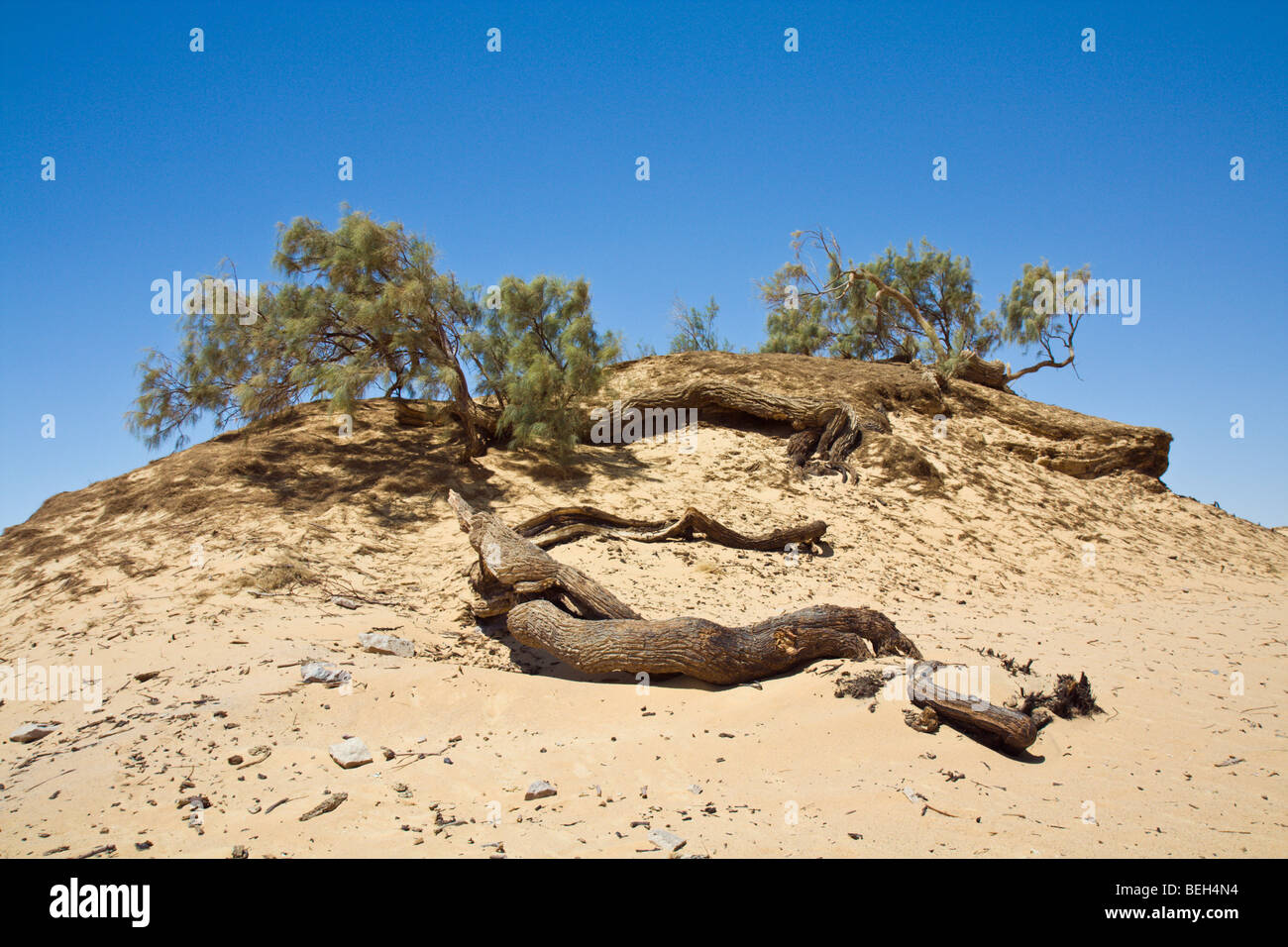Old Acacia Tree Al Salta in Oasis Ain Khadra near White Desert National ...
