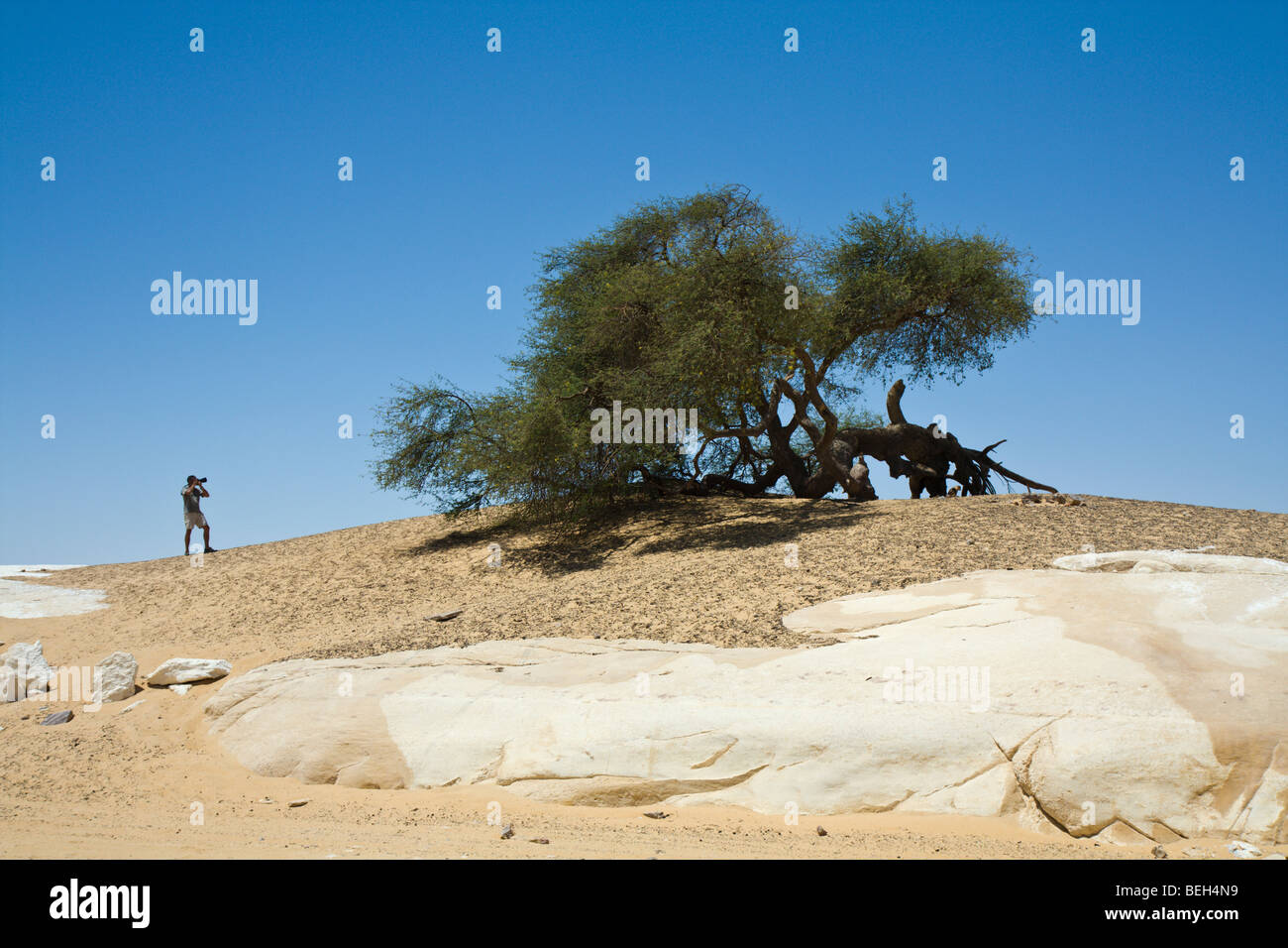 Old Acacia High Resolution Stock Photography and Images - Alamy