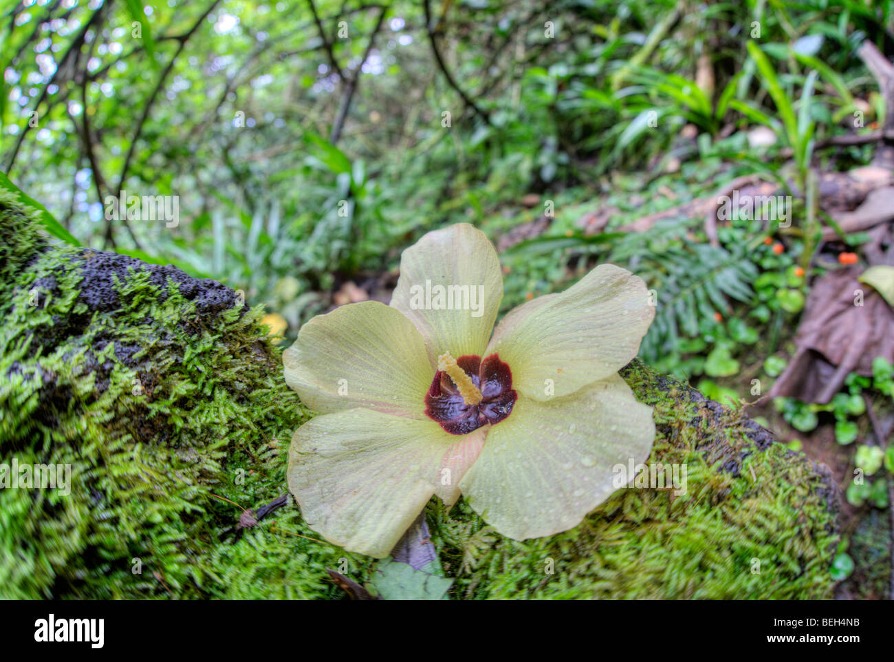 Flower inside of Tahiti, Tahiti, French Polynesia Stock Photo - Alamy